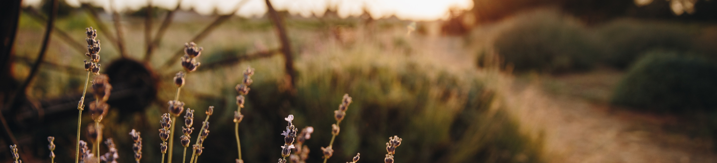 Organic Member Directory - CCOF.org