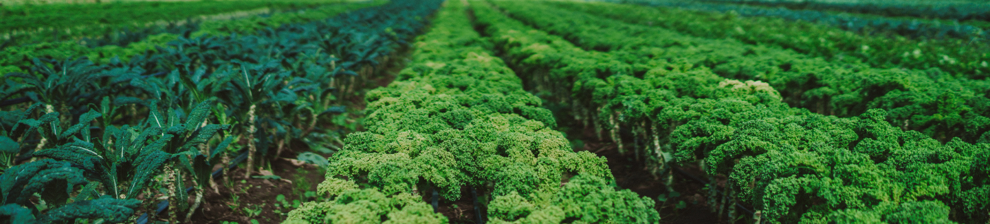 Organic Transition - CCOF.org