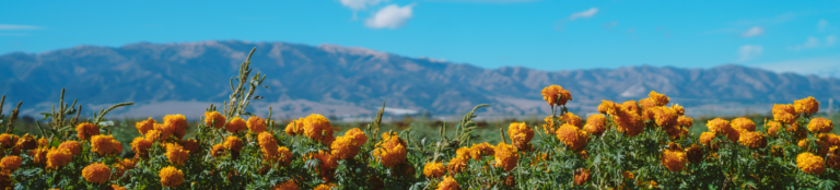 Organic Certification Services - CCOF.org