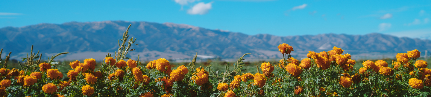 Organic Certification Services - CCOF.org