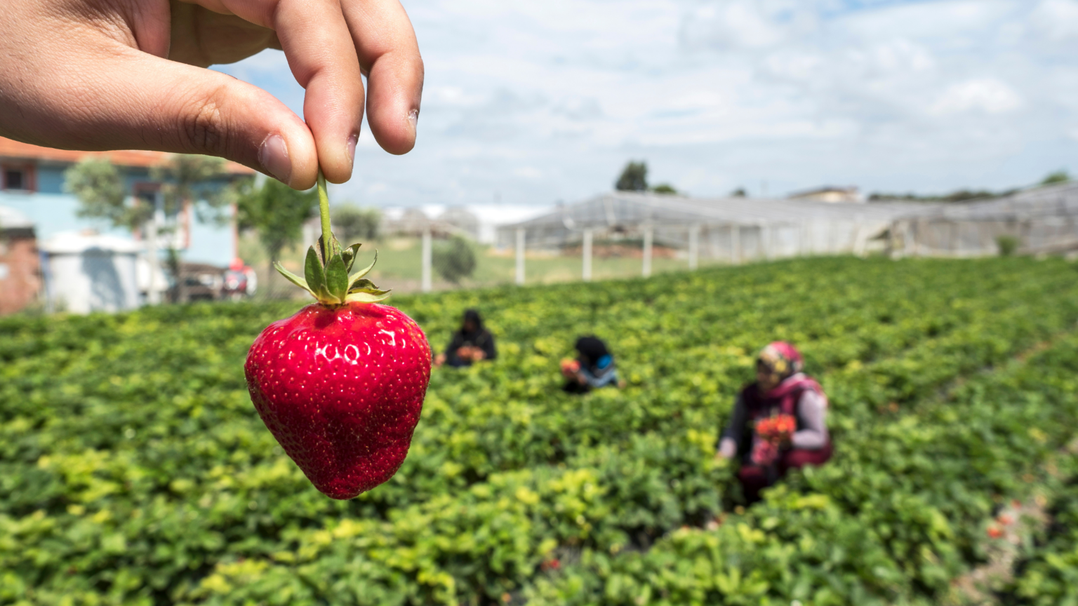 Organic Strawberry Yields Boosted by Technique Refined Through ...