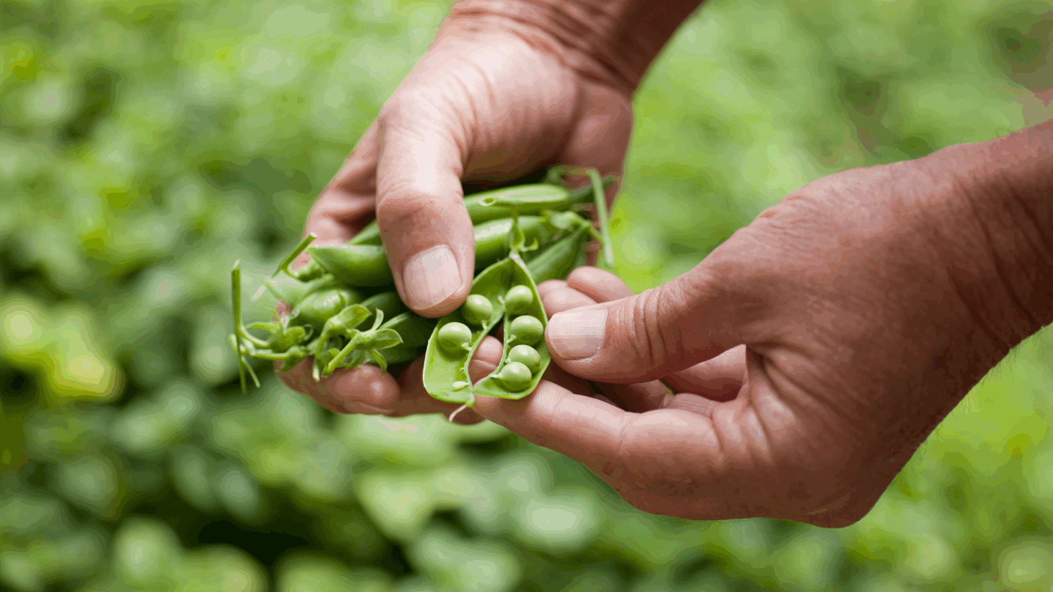 California Certified Organic Farmers Home - CCOF.org