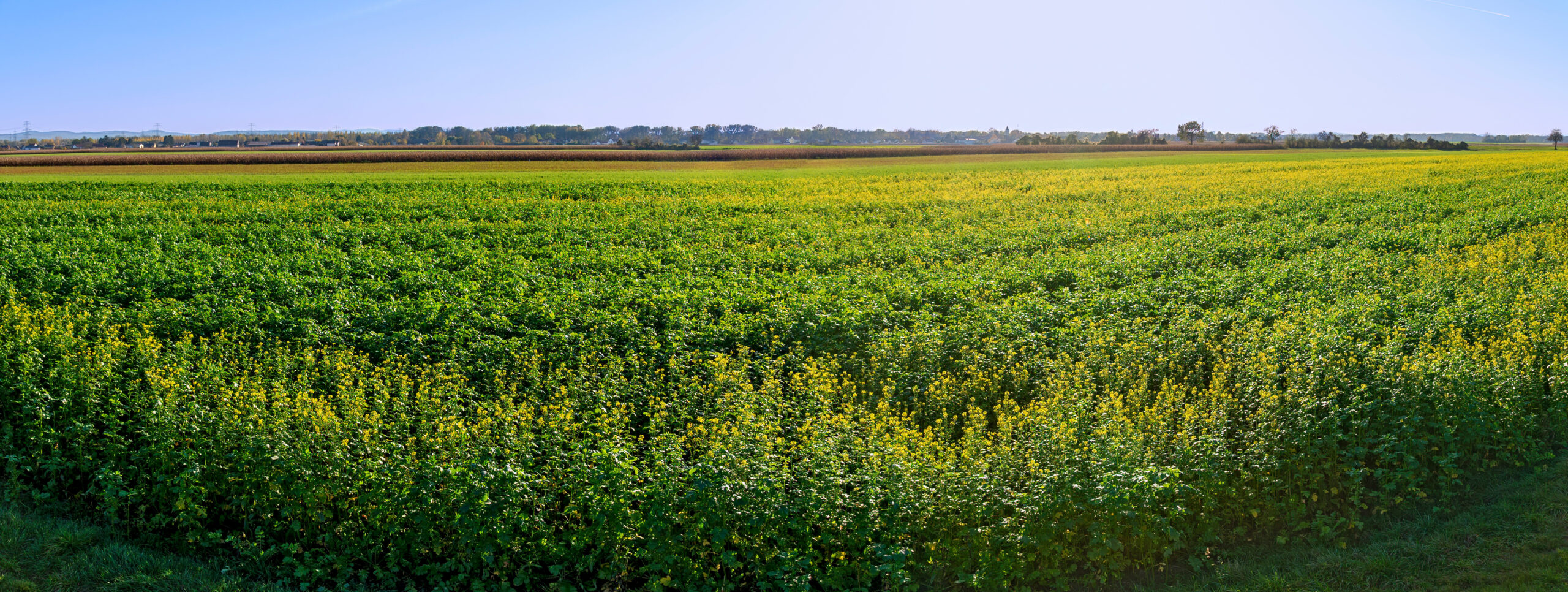 Cover Cropping Guide for Water Conservation