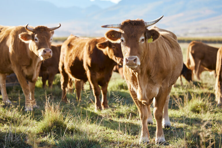 Organic Beef Benefits for Health, Animals, and the Planet