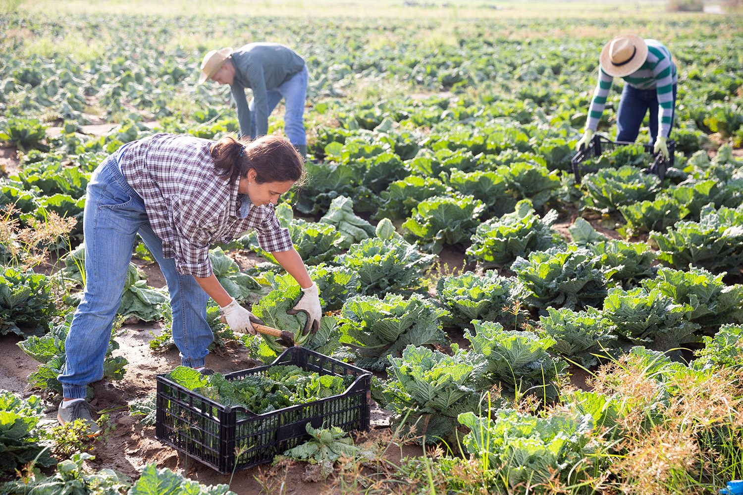 Request for Proposal: Workforce Training and Expansion - CCOF.org